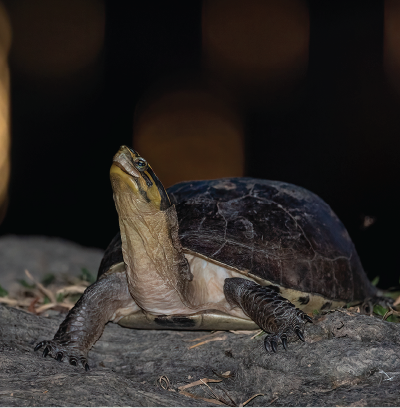 Championing Urban Biodiversity | Sime Darby Property